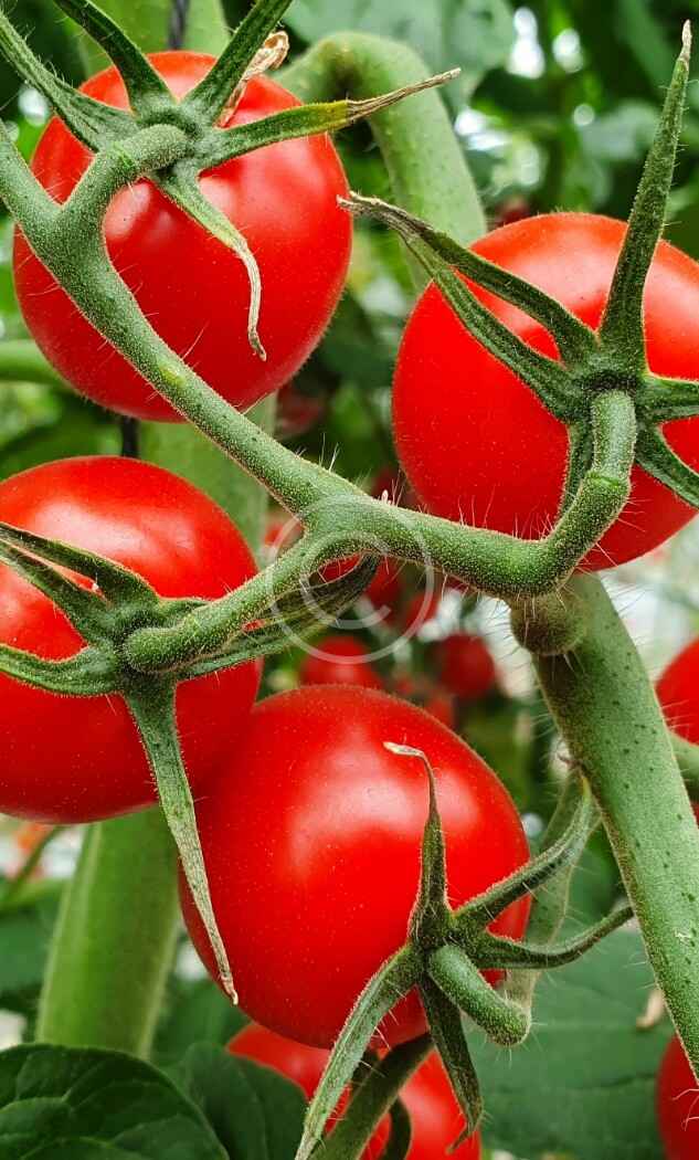 Our Services - Förster-Technik